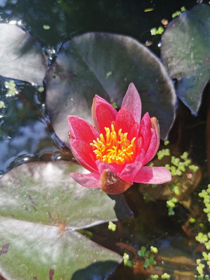 Pink Water Lilly in the Nature Stock Photo - Image of space, nature ...