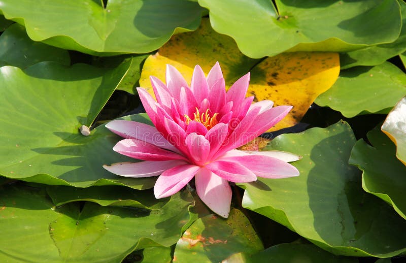 Pink water lilly stock photo. Image of park, garden - 162959780