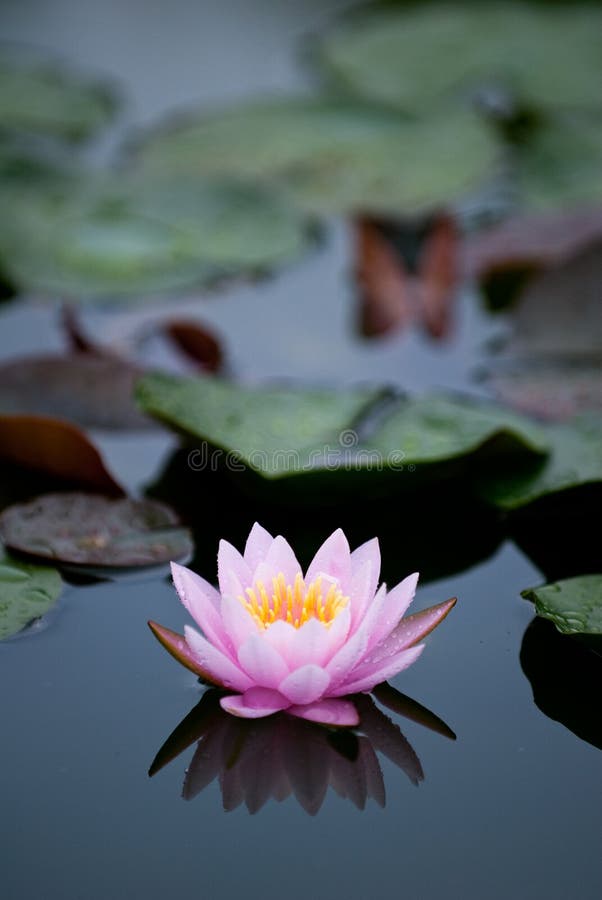 Pink Water Lily 2 stock photo. Image of reflection, rain - 10384258