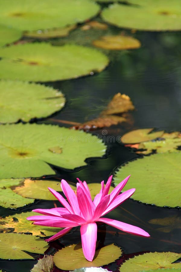 Pink Water Lily stock photo. Image of florid, plant, floral - 5654