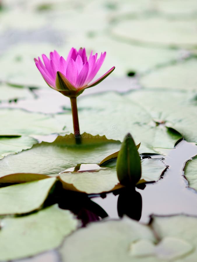 Pink Water Lily stock photo. Image of botany, pure, serene - 219162346