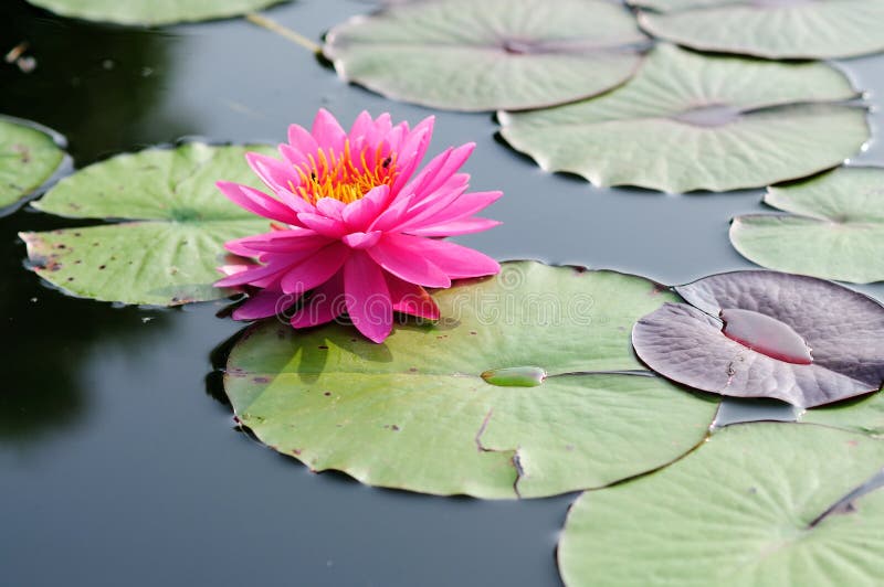 Pink water lily stock image. Image of outdoors, bright - 219267429