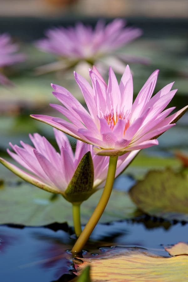 Pink water lily stock image. Image of blossom, lake, quiet - 21938595