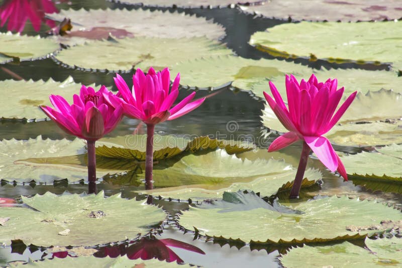 Pink Water Lily stock image. Image of water, botanical - 6632809