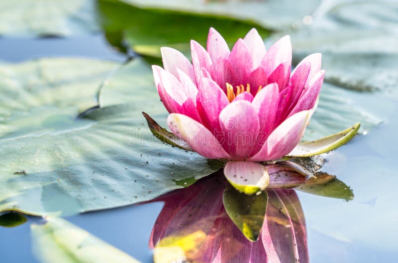 Pink water lily stock image. Image of color, lake, lotus - 168019427