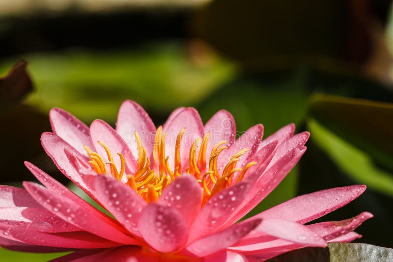 Pink water lily stock image. Image of outdoor, leaf, closeup - 42587517