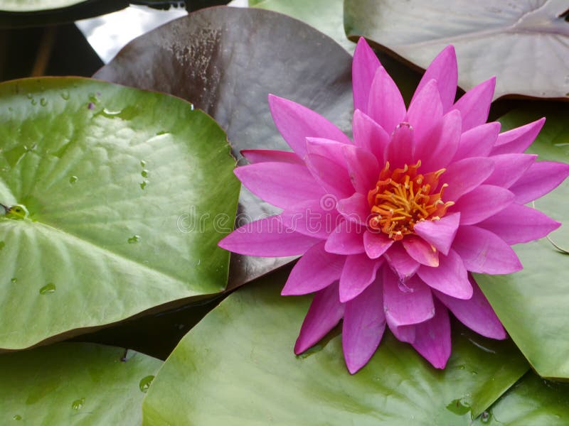 Pink water lily stock photo. Image of summer, macro, blossom - 57249474