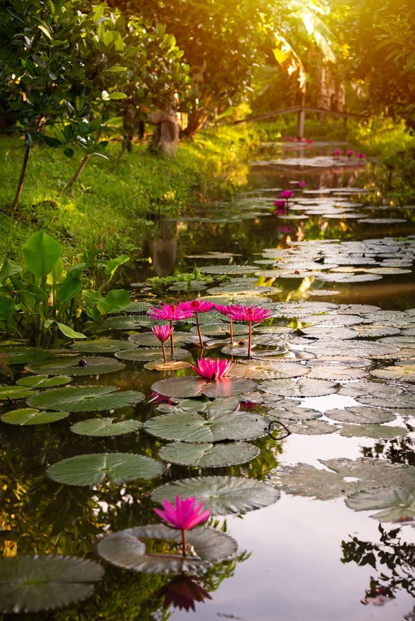 Pink Water Lily Flower in Pond with Morning Light Stock Photo - Image ...