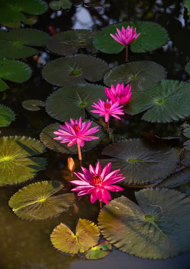 Pink Water Lily Flower in Pond with Morning Light Stock Photo - Image ...