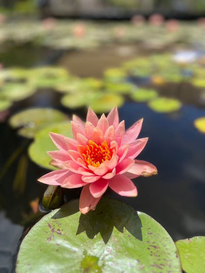 Pink Water Lily in Focus with Blurred Pond Background Stock Photo ...