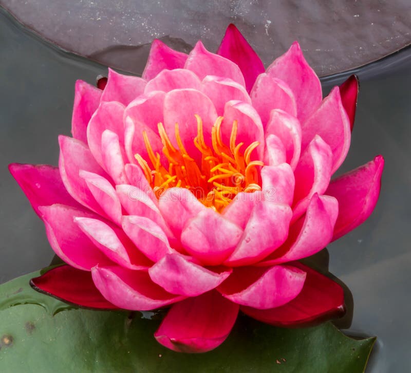 Pink water lily in garden stock photo. Image of plant - 38649540