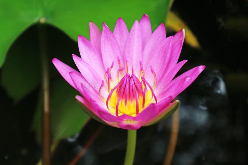 Pink Water Lily in the Garden Pond Stock Photo - Image of beautiful ... Pink Water Lily in the Garden Pond Stock Photo - Image of beautiful ...