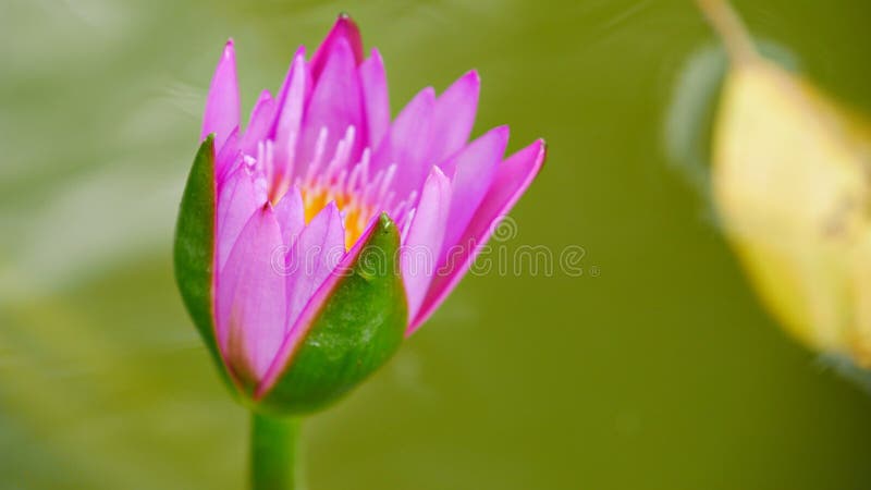 Pink Water Lily Half Bloom, Side View Stock Image - Image of ...