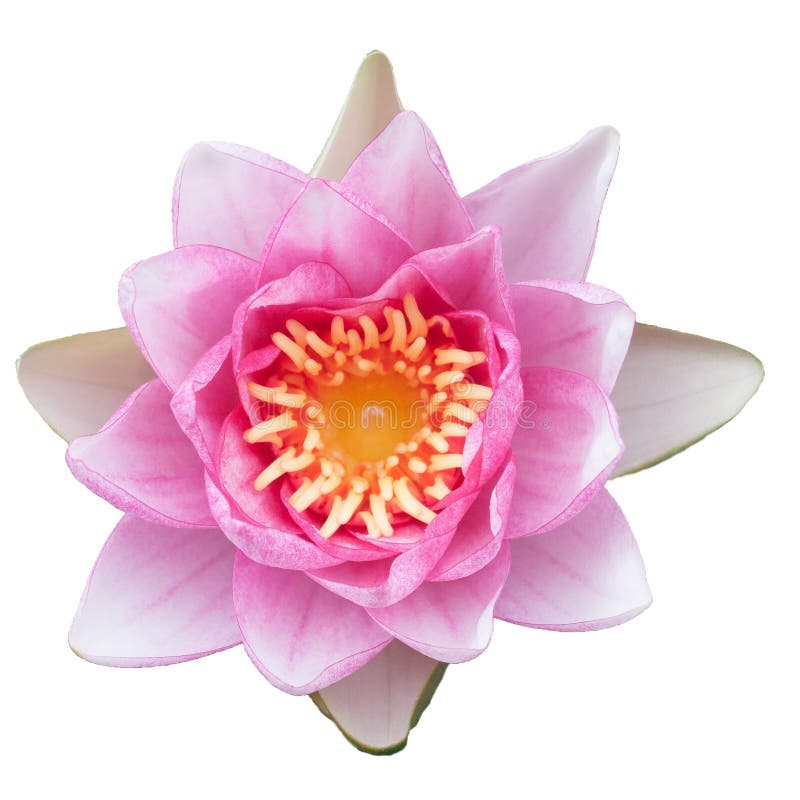 Pink Water Lily Top View On White Background Stock Photo - Image of ...