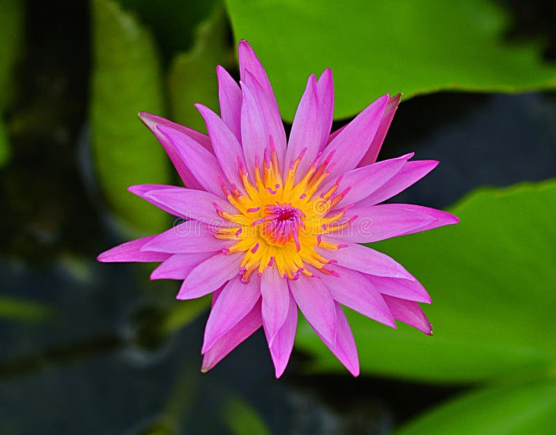 Pink water lily, lotus stock photo. Image of lily, landscape - 38803654