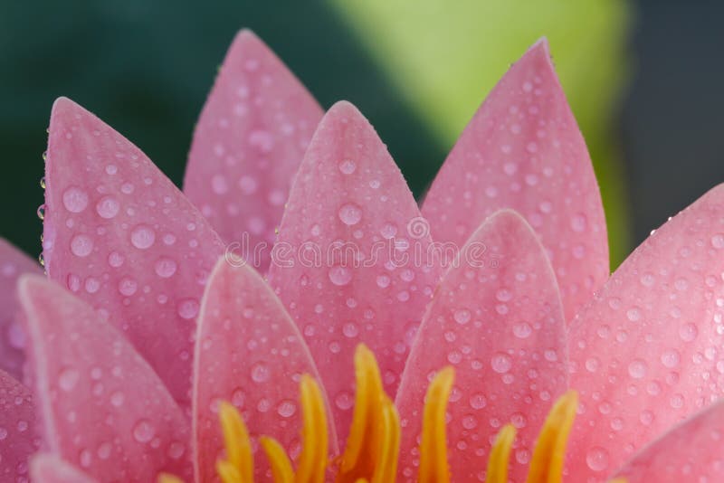 Pink water lily stock photo. Image of aquatic, outdoor - 42597236