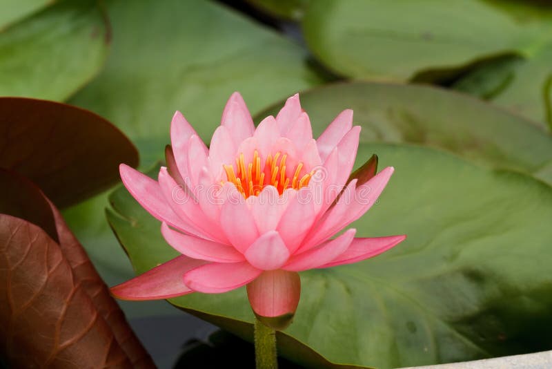 Pink Water Lily stock photo. Image of leaf, garden, lake - 40527988