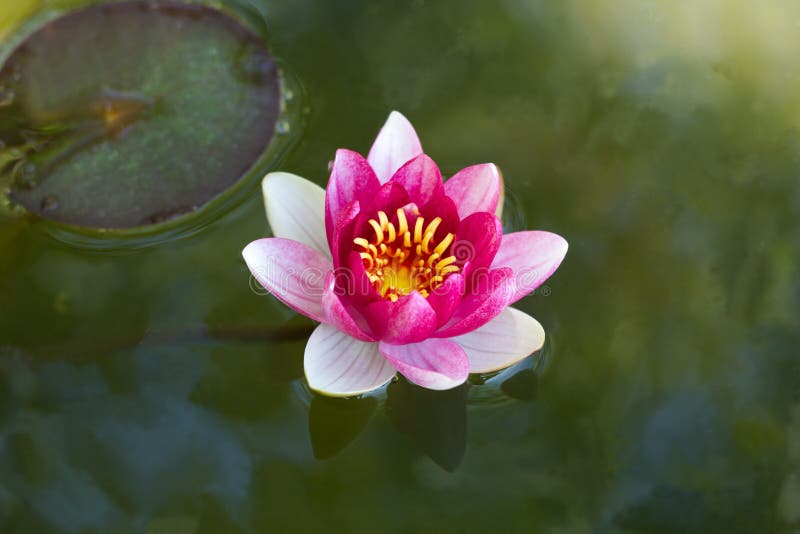Pink water lily stock image. Image of purity, beautiful - 96692219