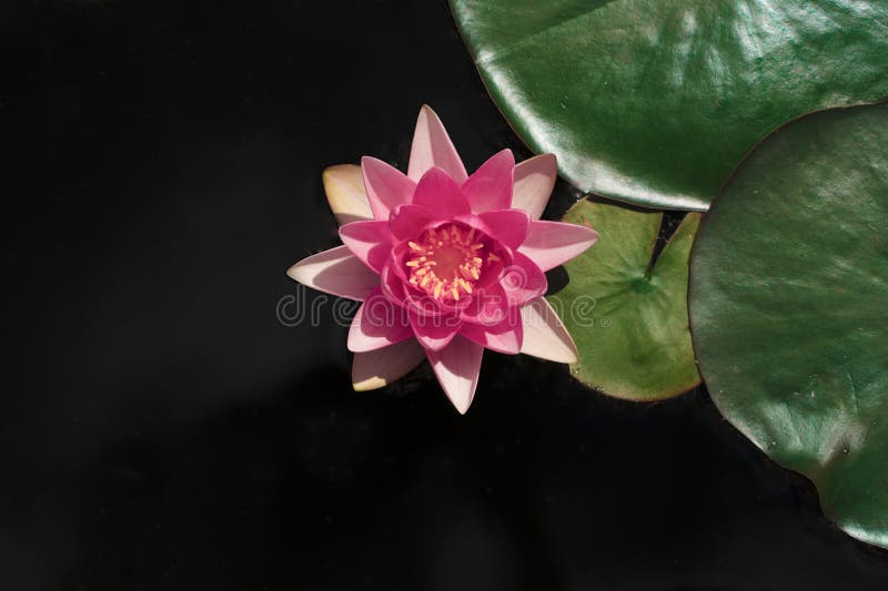 3,835 Water Lily Top View Stock Photos - Free & Royalty-Free Stock ...