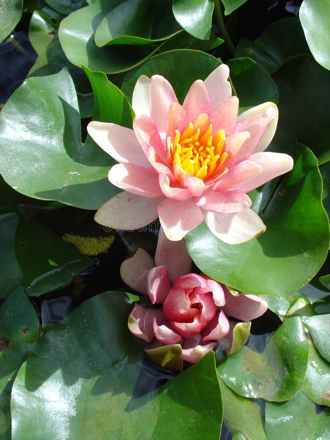 Pink water lily stock image. Image of yellow, horizontal - 29919883