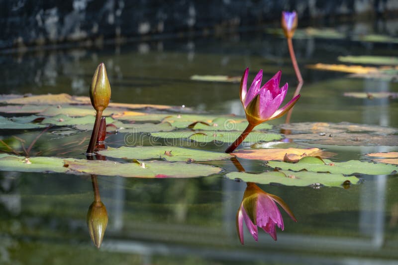 Pink Waterlily in the Water with Reflection in a Pond Stock Photo ...