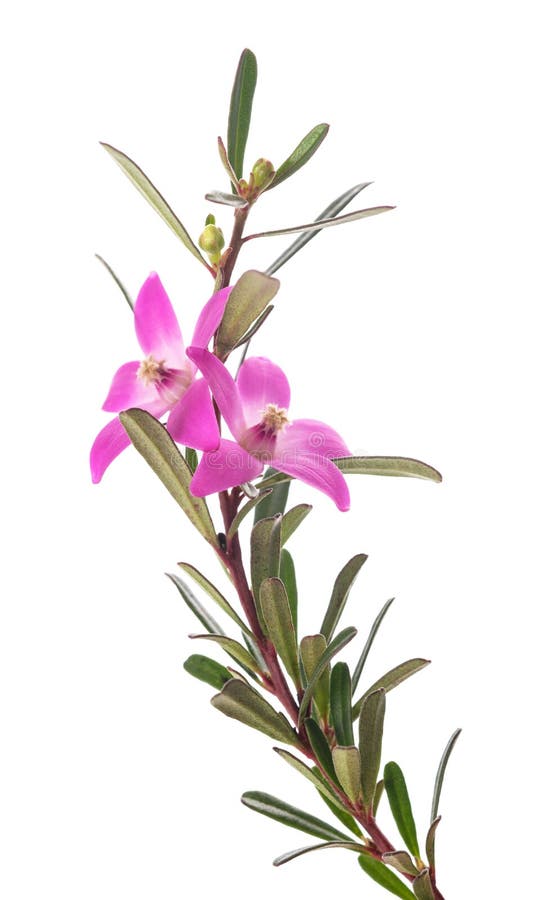 Pink waxflower stock photo. Image of crowea, twig, pink - 244268304