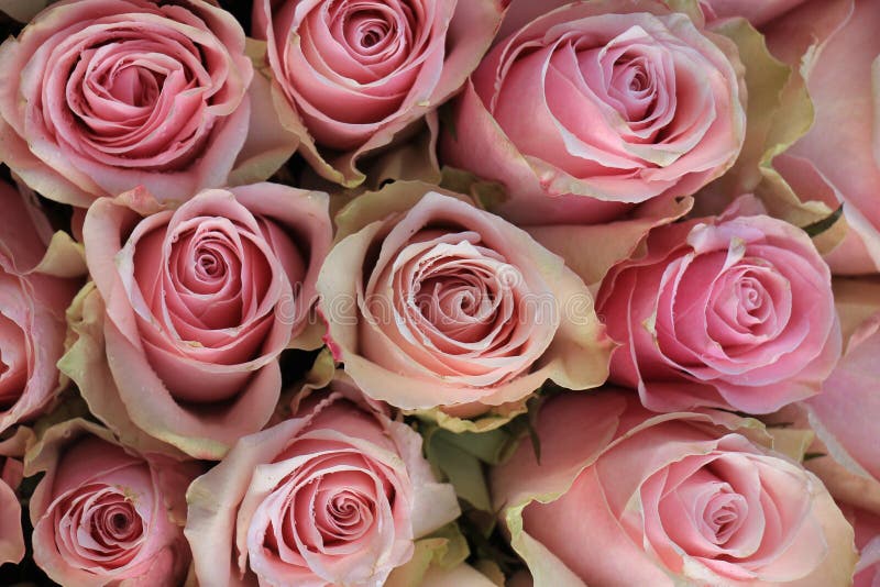 Pink wedding roses stock photo. Image of floral, pink - 109200992
