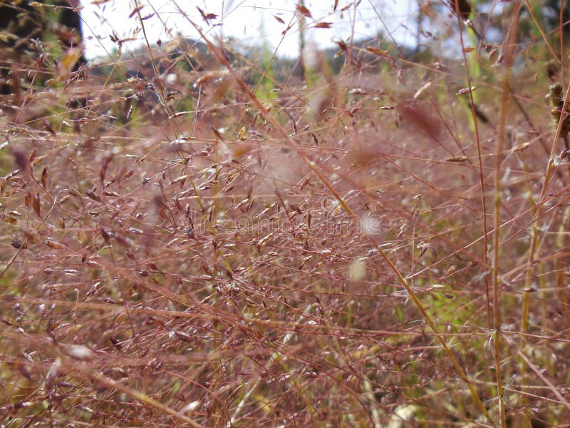 Pink Weed stock photo. Image of august, summer, pink - 98605430