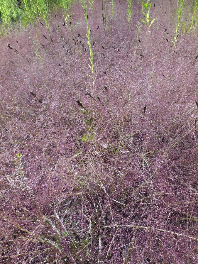 Pink Weed stock image. Image of tree, branch, weed, august - 98605435