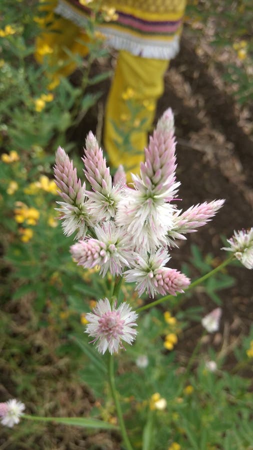 Pink weed stock image. Image of india, pink, weed, flowers - 92956473