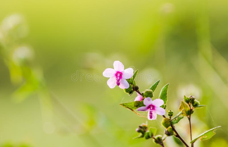 Pink weed flowers stock image. Image of bright, beauty - 108629323