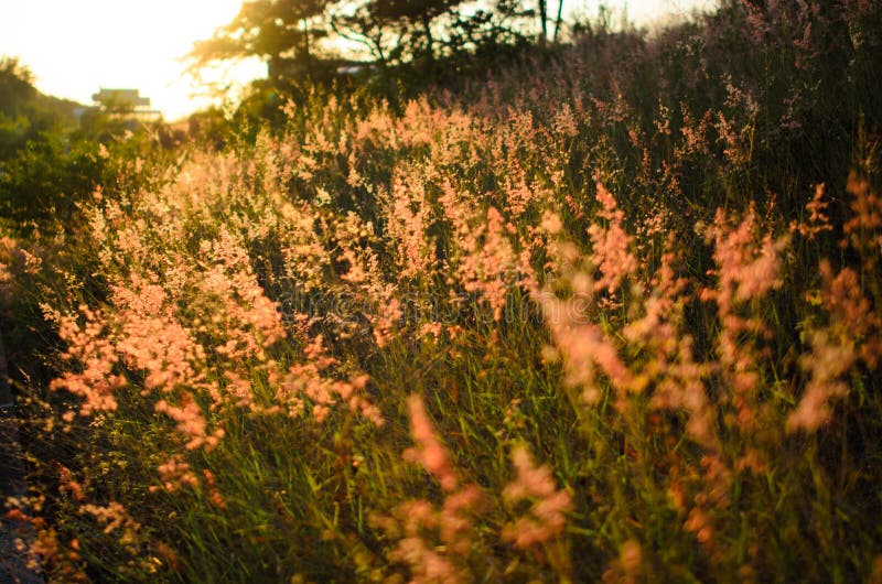 Pink Weeds in sunset stock photo. Image of flower, weed - 96565148
