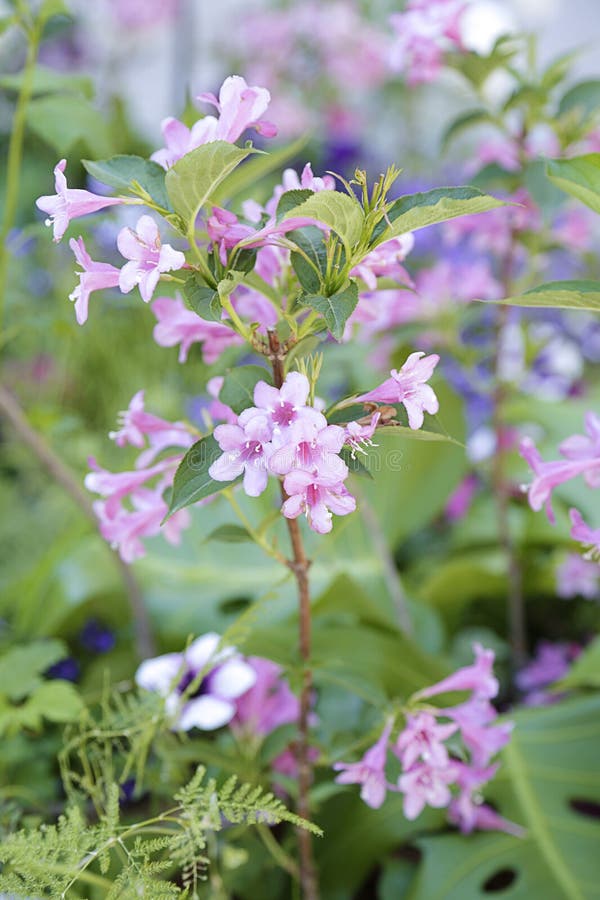 Weigela Florida in a Garden Stock Photo - Image of floral, foliage ...