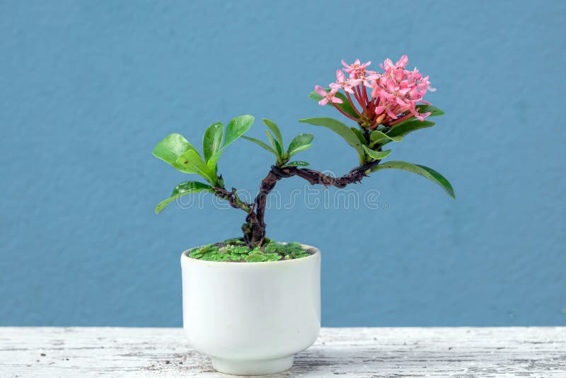 Pink West Indian Jasmine Bonsai in Small Pot Stock Image - Image of ...