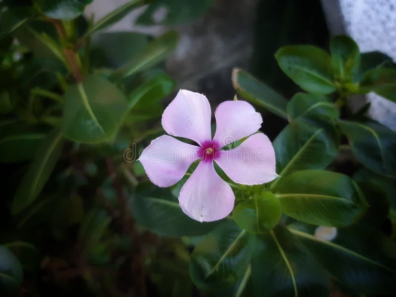 Pink West Indian Periwinkle Stock Image - Image of west, periwink ...