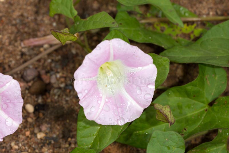 Pink Wet Bindweed with Drops Stock Photo - Image of creeper, petal ...