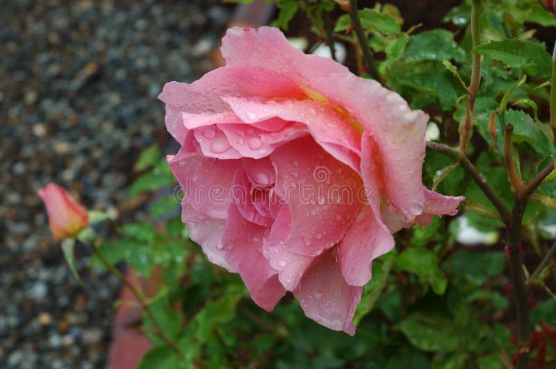 Pink Wet Rose Picture. Image: 182353