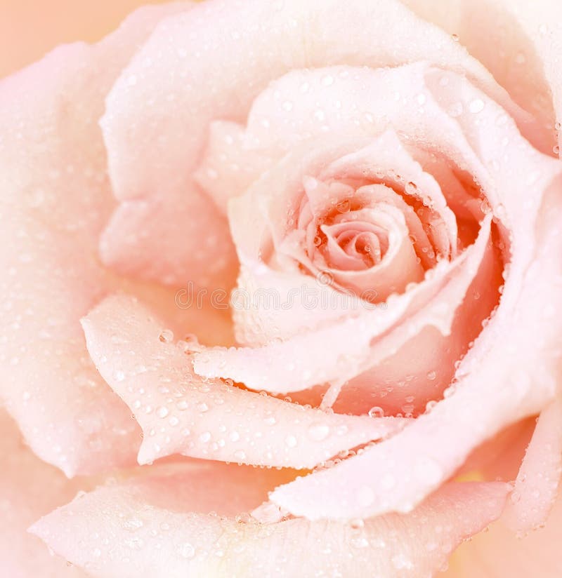 Pink wet rose background stock photo. Image of color - 23065032