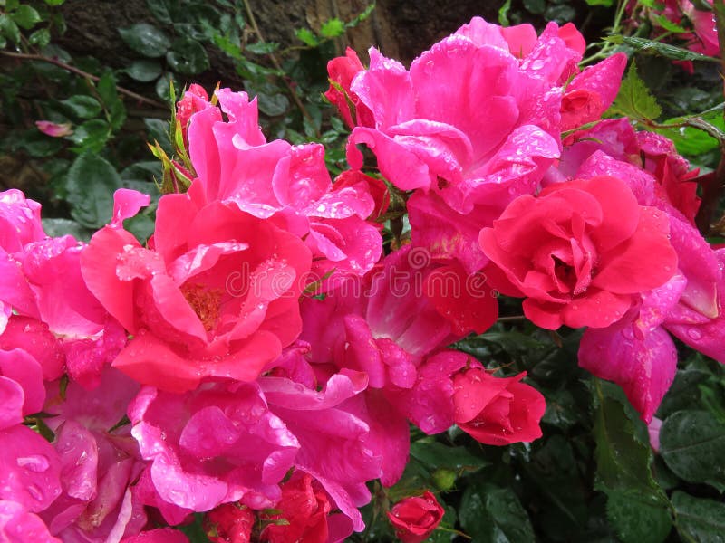 Pink Wet Roses in Spring in May in the Garden Stock Photo - Image of ...