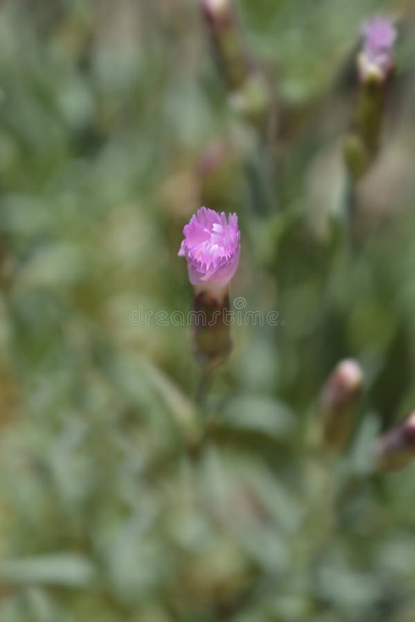 Pink Whatfield Wisp stock photo. Image of pink, clove - 270783842