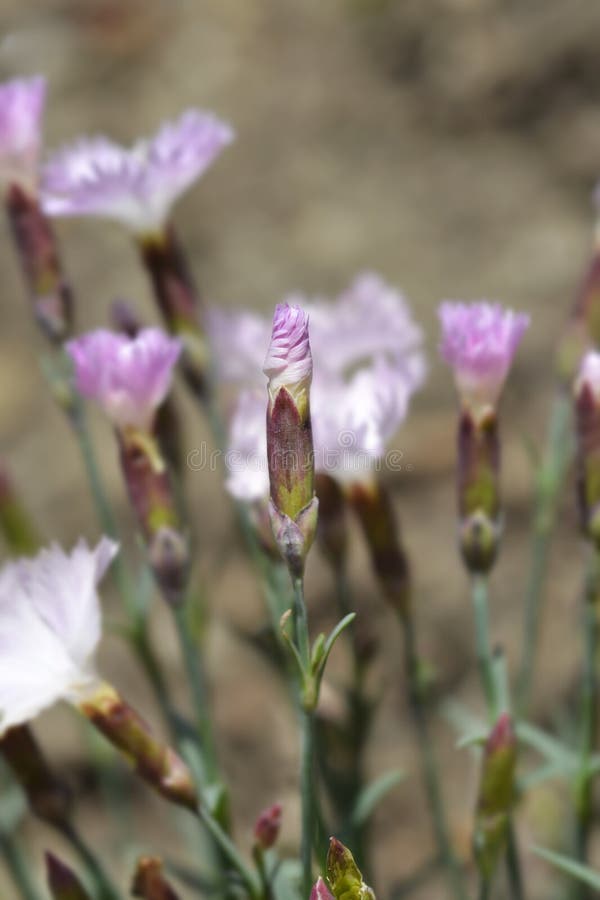Pink Whatfield Wisp stock photo. Image of whatfield - 269752620