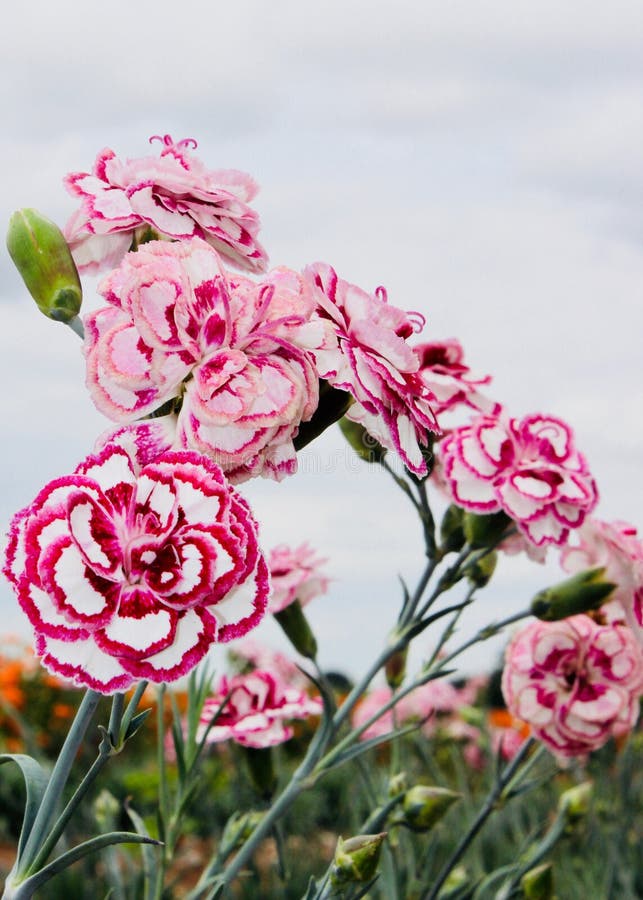 Pink and Whit Carnations stock photo. Image of petals - 121711464