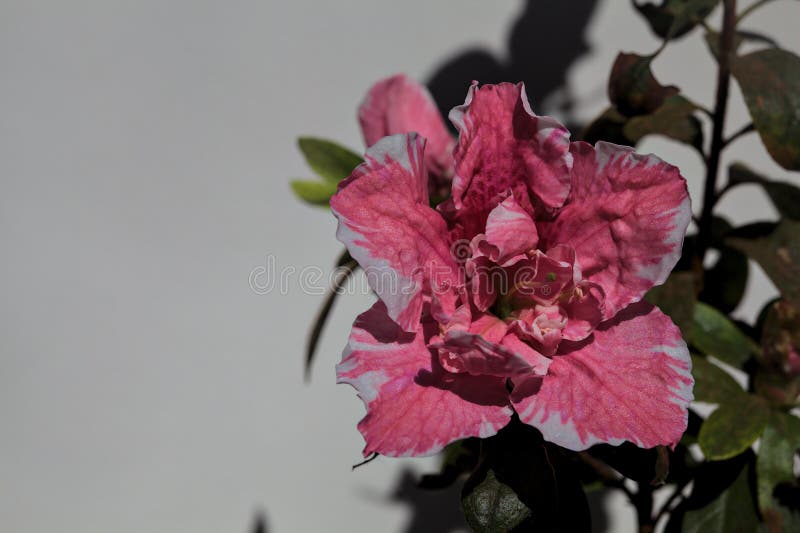 Pink and White Azalea Indica in Bloom on a White Background Stock Image ...