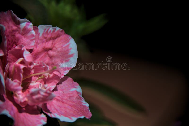 Pink and White Azalea Indica in Bloom on a White Background Stock Photo ...