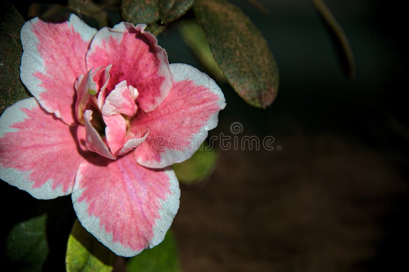 Pink and White Azalea Indica in Bloom on a White Background Stock Image ...