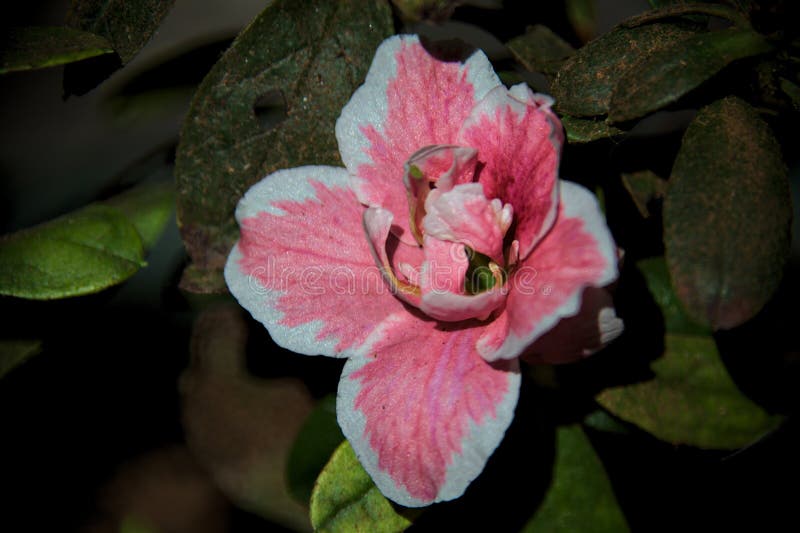 Pink and White Azalea Indica in Bloom on a White Background Stock Photo ...