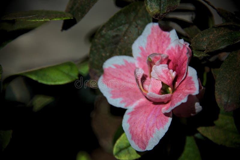 Pink and White Azalea Indica in Bloom on a White Background Stock Image ...