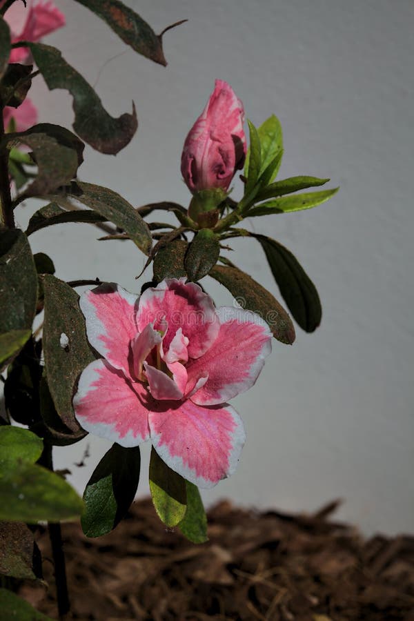 Pink and White Azalea Indica in Bloom on a White Background Stock Photo ...