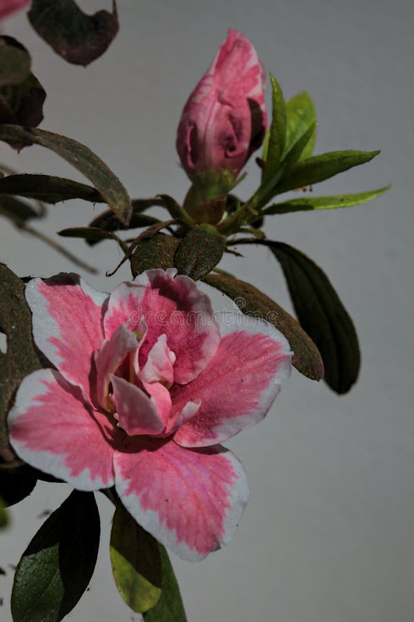 Pink and White Azalea Indica in Bloom on a White Background Stock Image ...