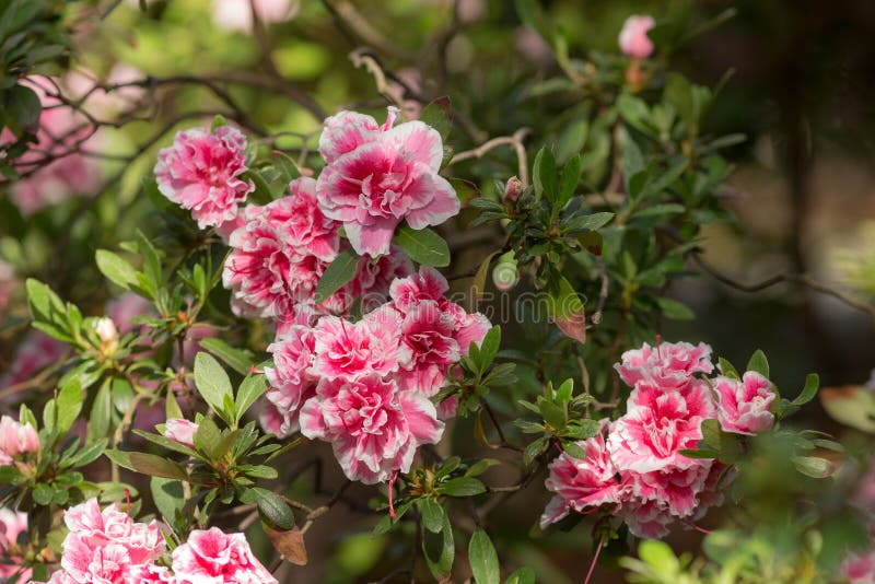Pink and White Azalea in Spring Garden Stock Photo - Image of garden ...